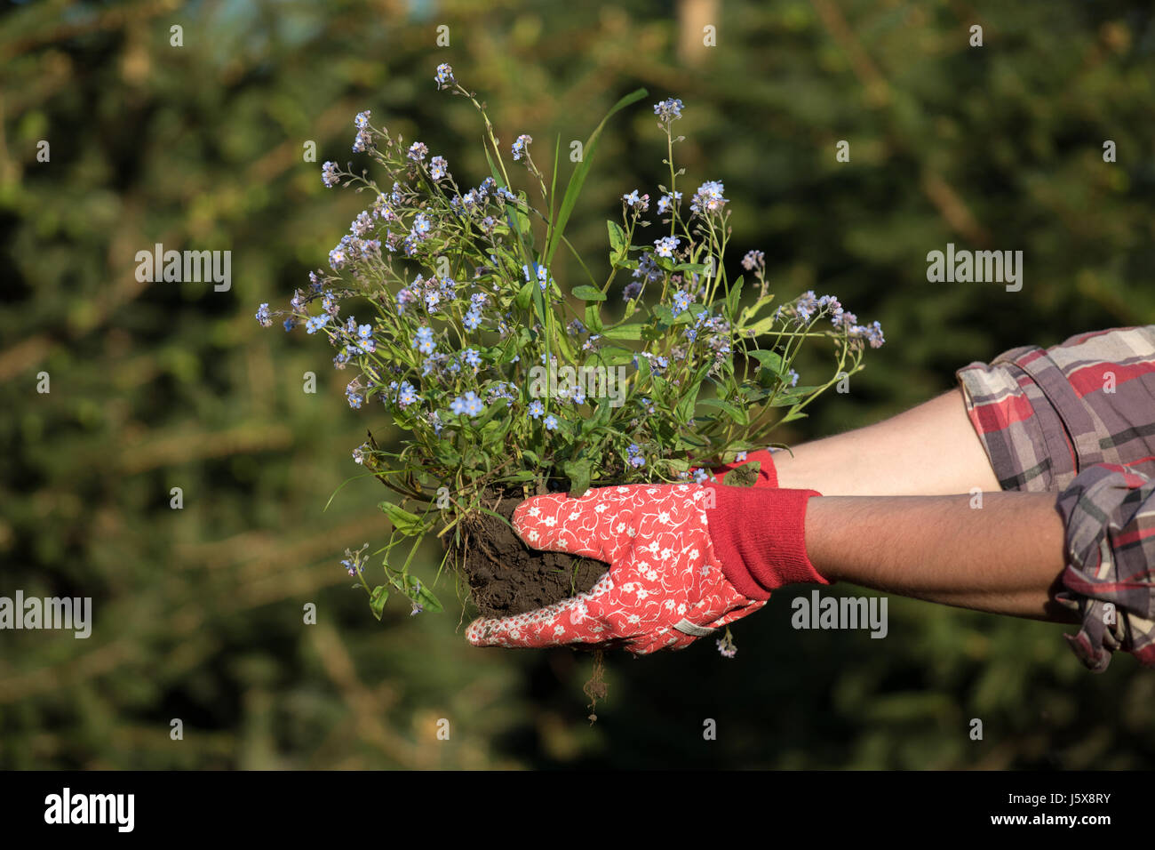 Gardeners hands planting flowers in the garden Stock Photo - Alamy