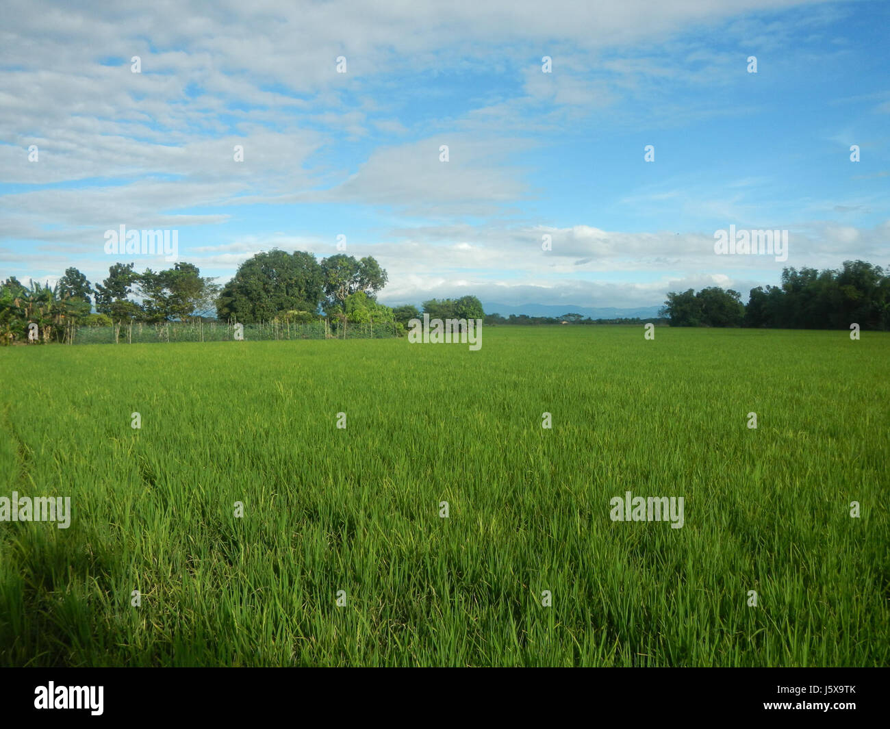 This photograph shows the paddy fields, grasslands, trees, and ...