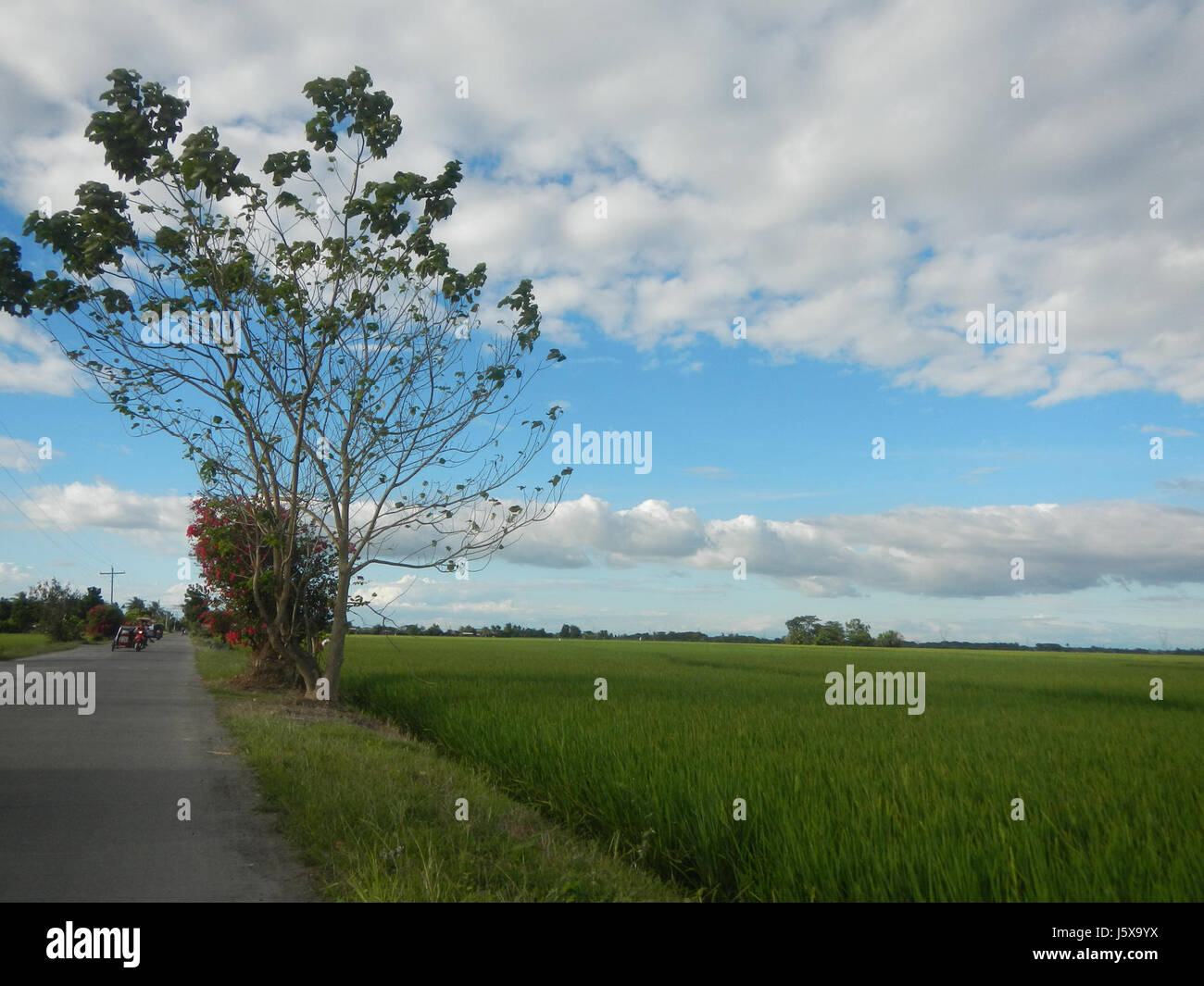 03515 Paddy fields grasslands, trees and irrigation Pulo Tabon San ...