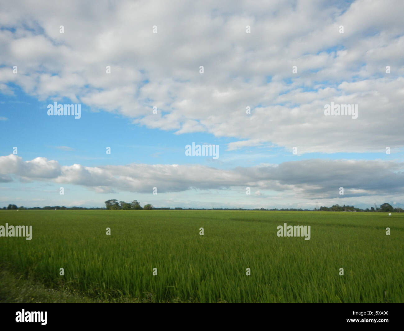 The scene captures the agricultural landscape of Pulo Tabon, San Isidro ...