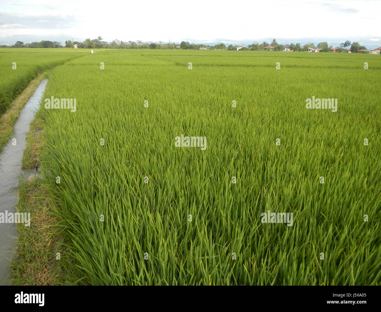 This image depicts the agricultural landscape of Pulo Tabon in San ...