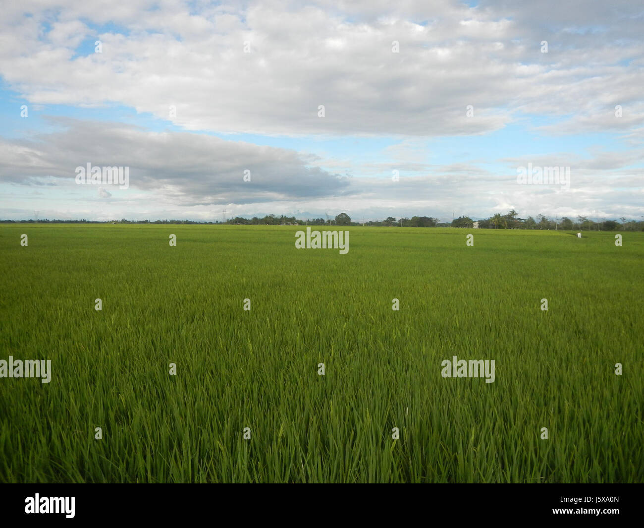 This image shows the agricultural landscape of Pulo Tabon, San Isidro ...