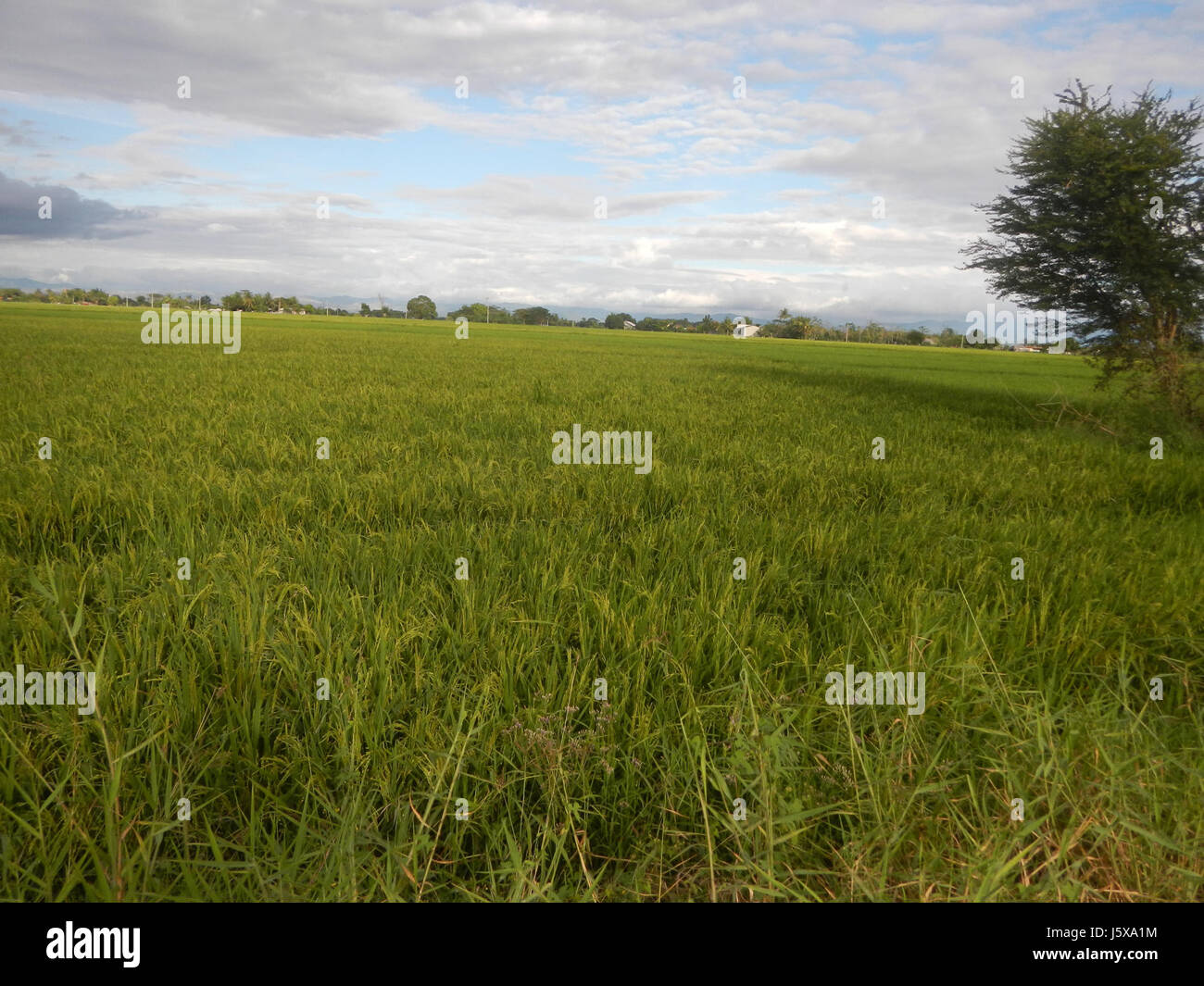 The image of paddy fields, grasslands, trees, and irrigation systems in ...