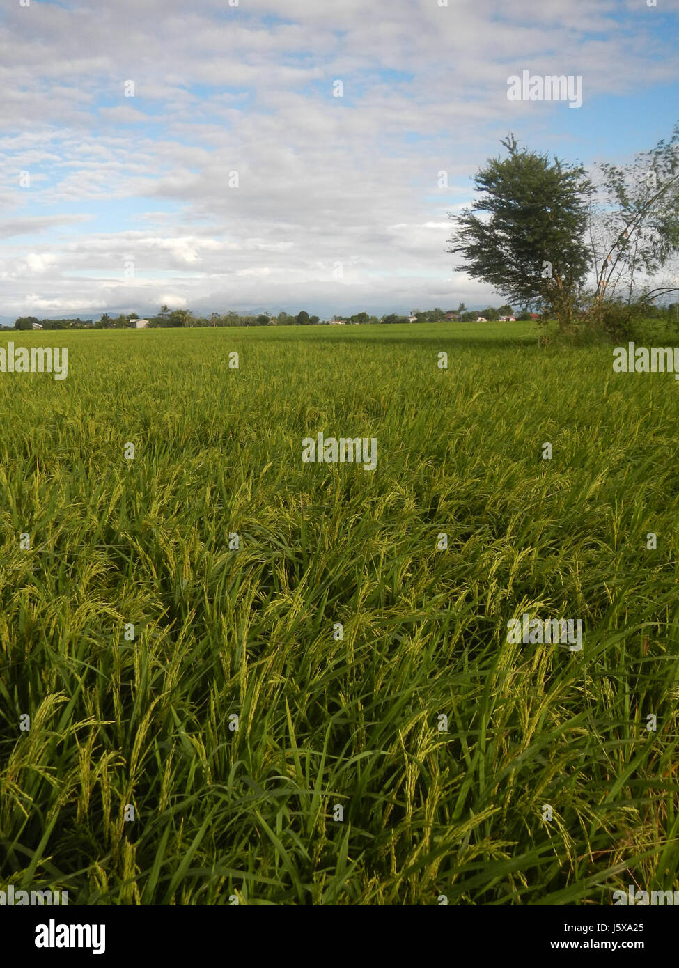 A rural scene depicting paddy fields, grasslands, trees, and irrigation ...