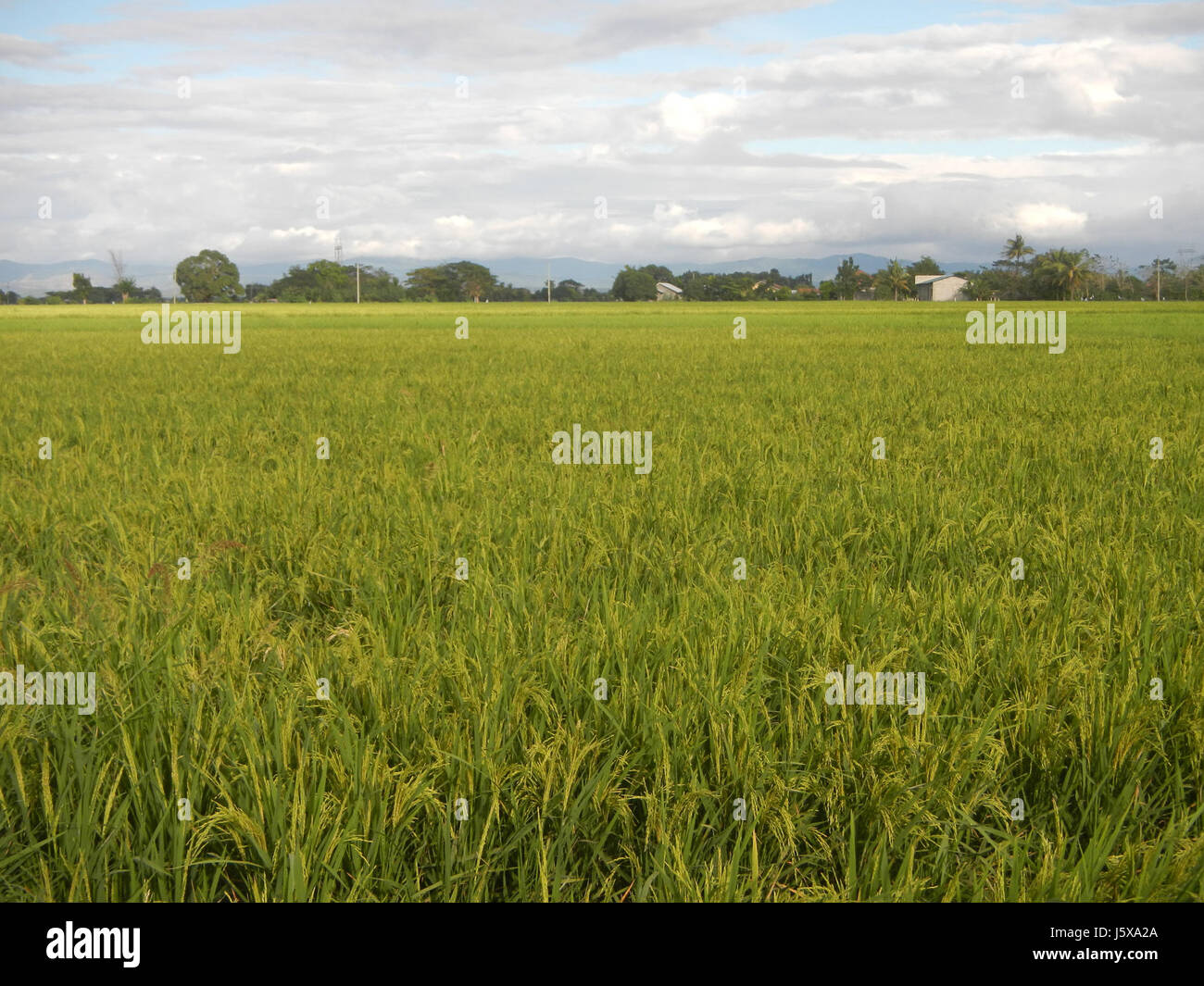 This map or document provides details on the paddy fields, grasslands ...