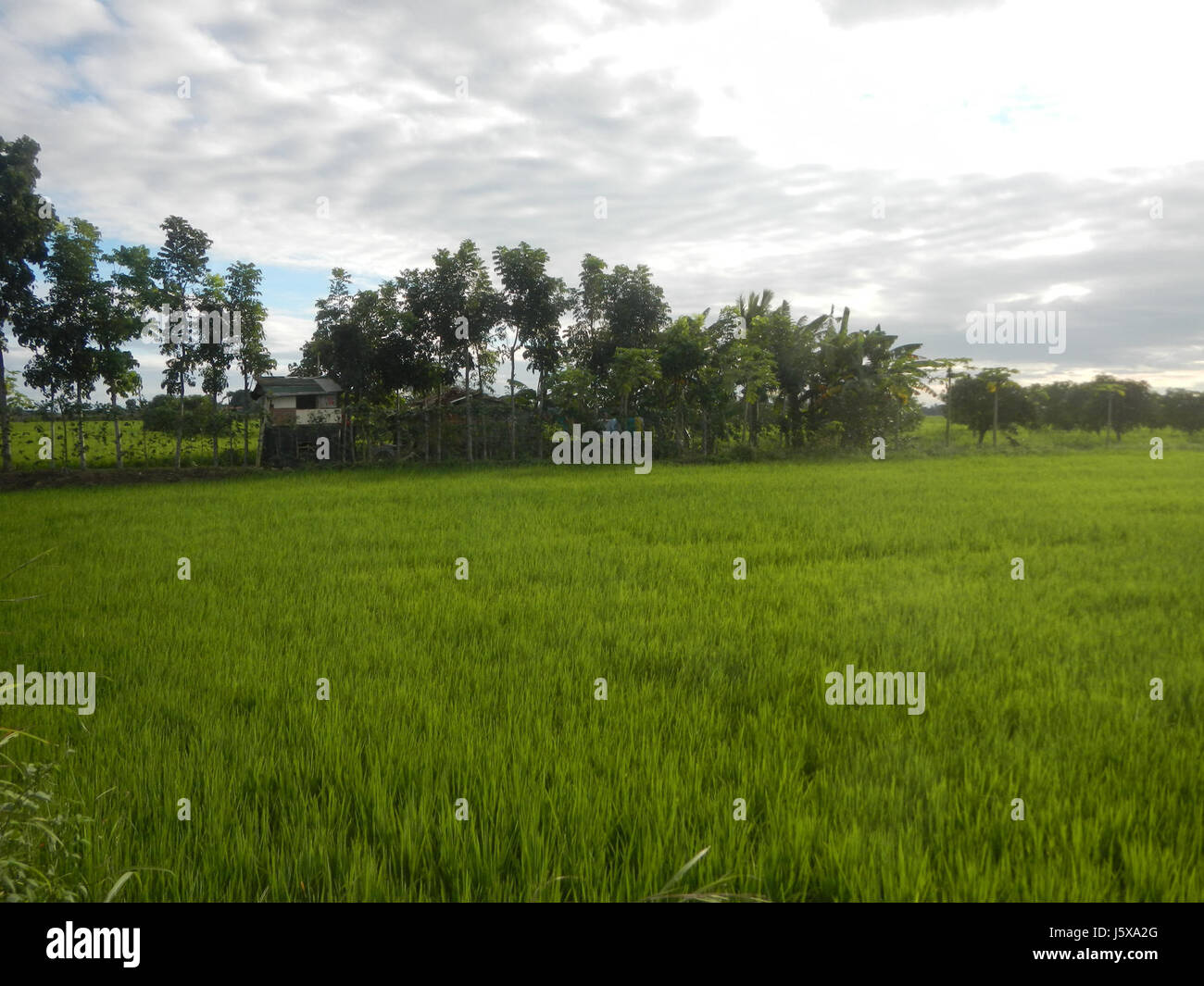 This photograph depicts the paddy fields, grasslands, trees, and ...