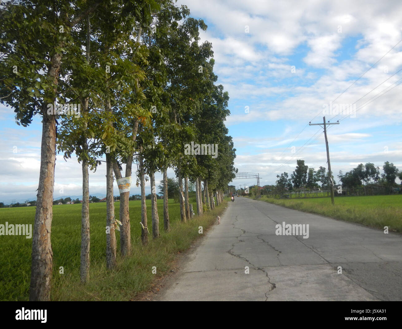 03604 Paddy fields grasslands, trees and irrigation Pulo Tabon San ...