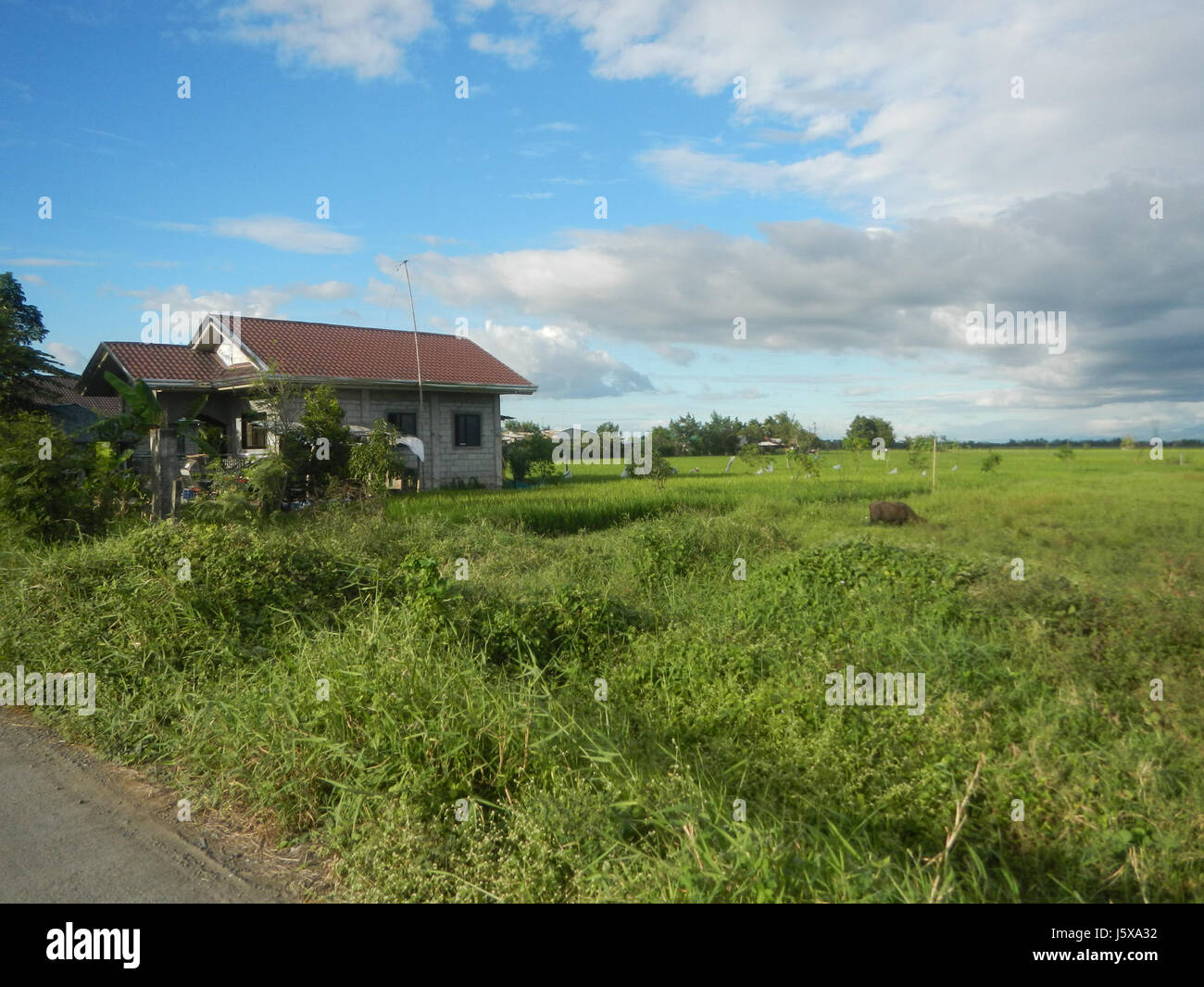 This image depicts the agricultural landscapes of Pulo Tabon in San ...