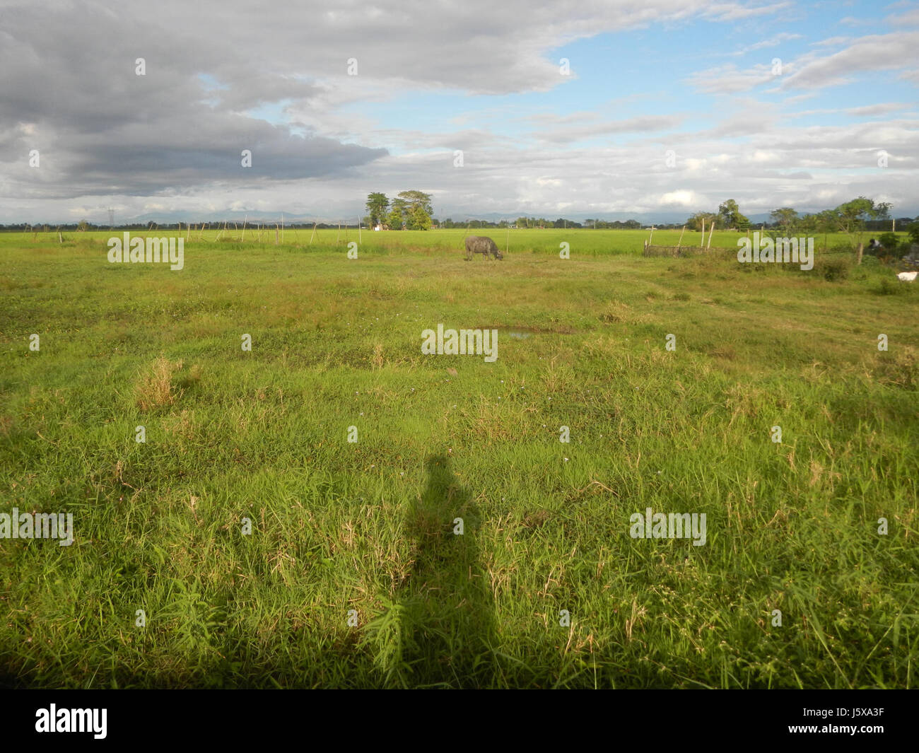 This image shows the scenic paddy fields and grasslands of Pulo Tabon ...