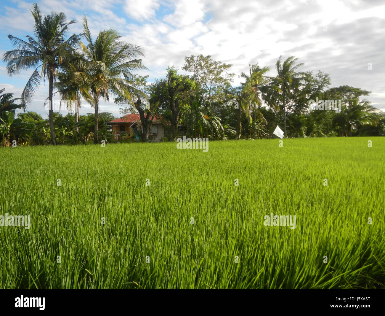 This photograph depicts the paddy fields, grasslands, trees, and ...