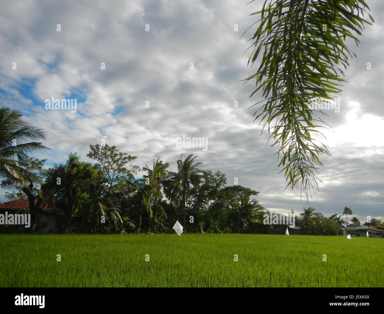 This scene depicts the rural landscape of Pulo Tabon, San Isidro, Nueva ...