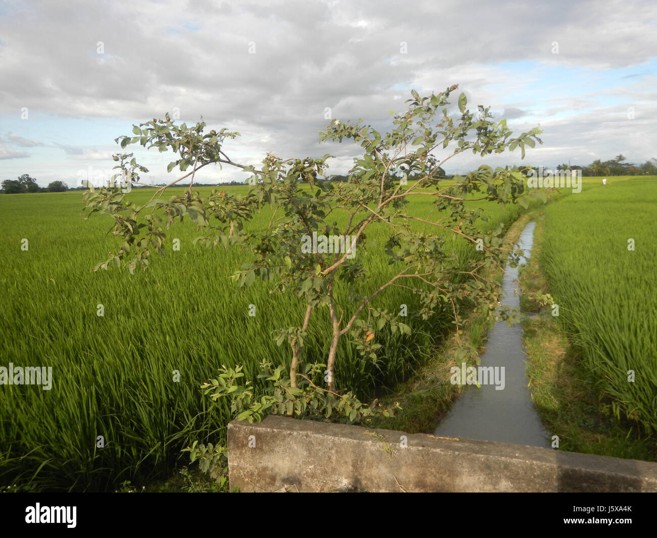 03673 Paddy fields grasslands, trees and irrigation Pulo Tabon San ...