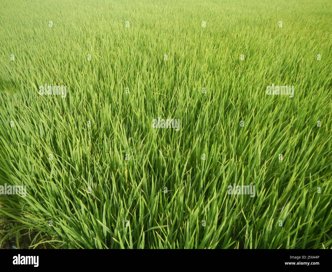Aerial view of paddy fields, grasslands, and irrigation systems along ...