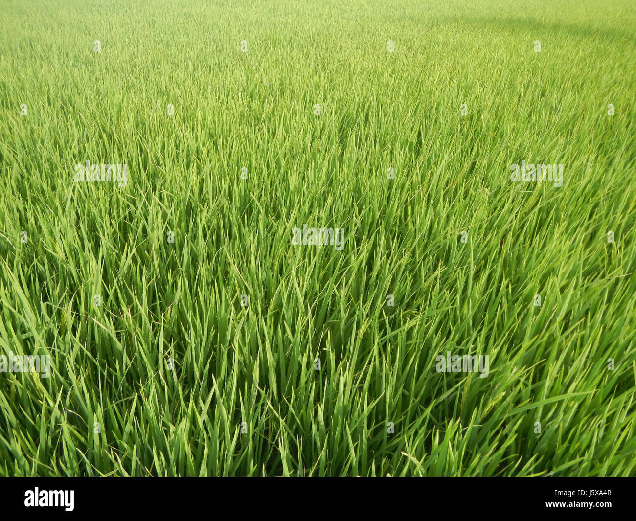 This image captures the scenic view of paddy fields, grasslands, and ...