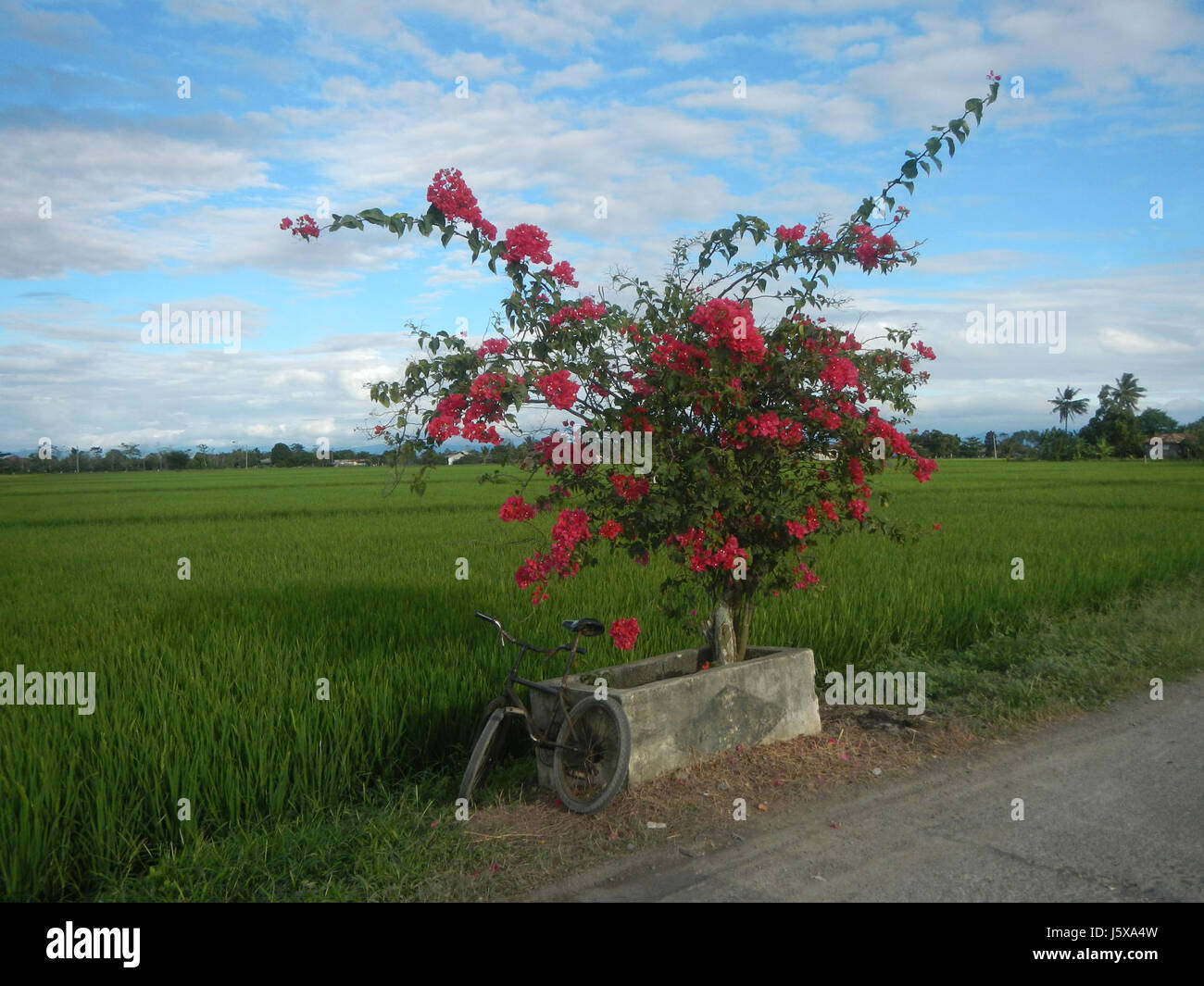 The image showcases the agricultural landscape along Pulo Tabon in San ...