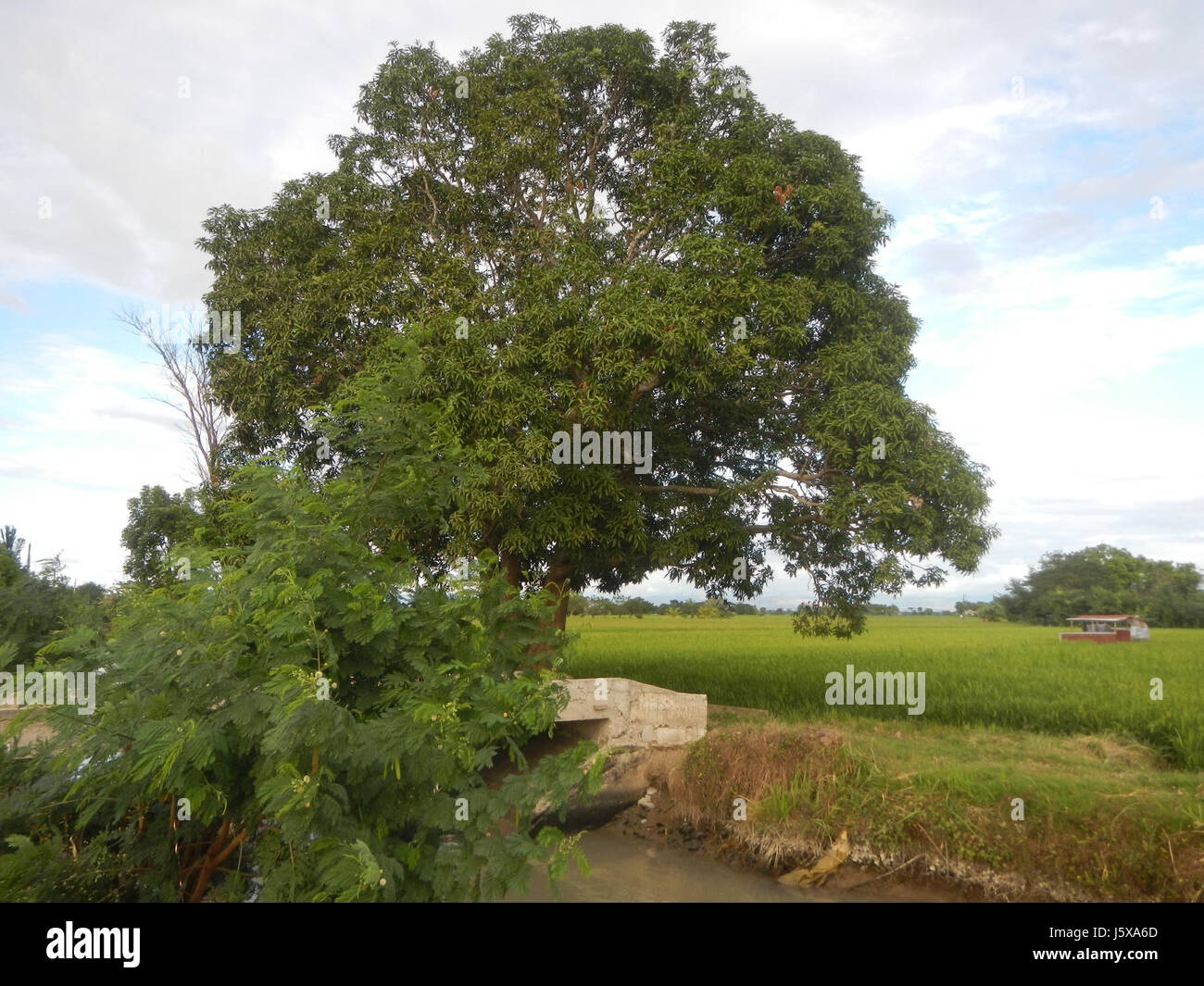 This image shows the rural landscape of Pulo Tabon in San Isidro, Nueva ...