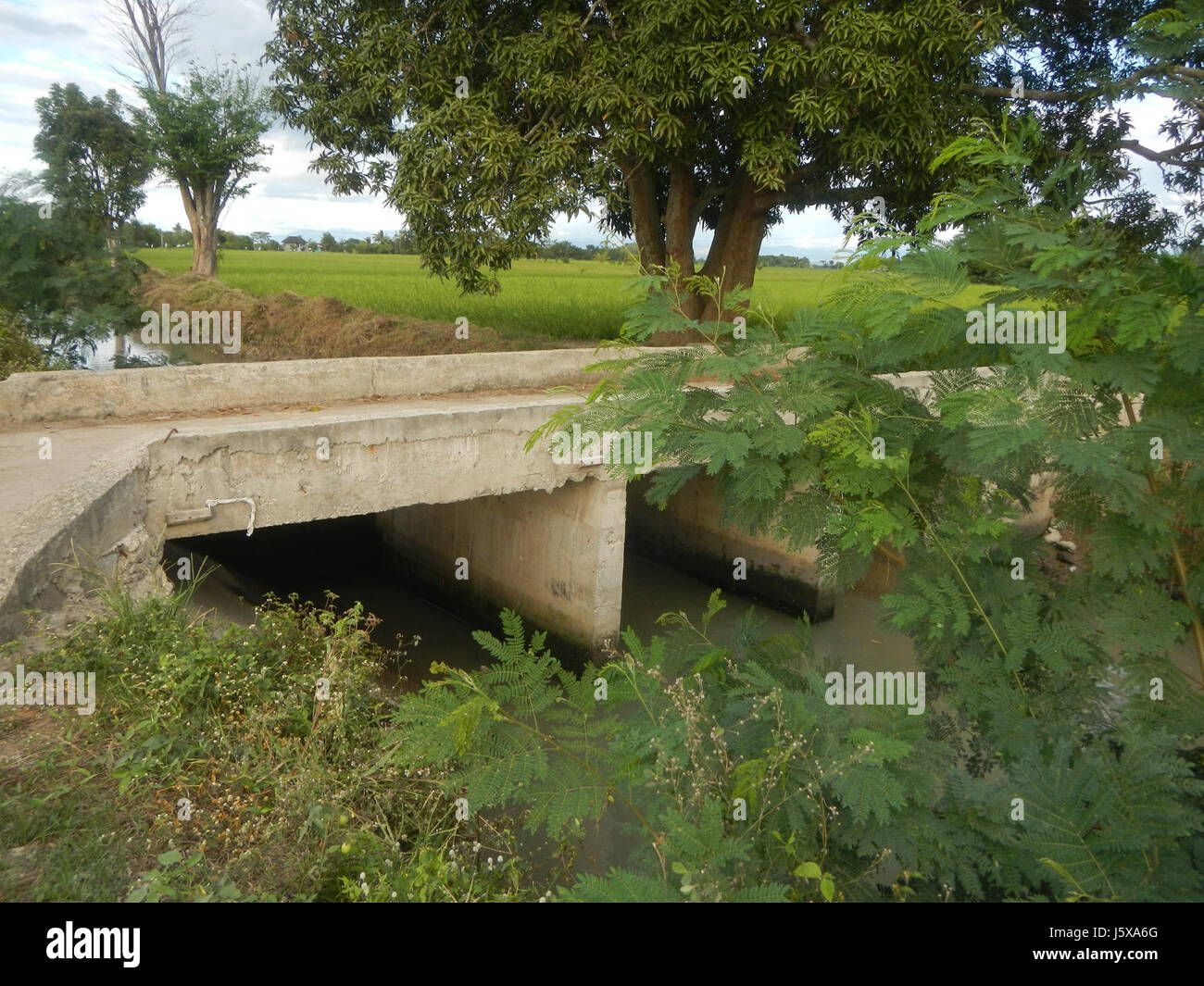This title describes the agricultural landscape of Pulo Tabon in San ...