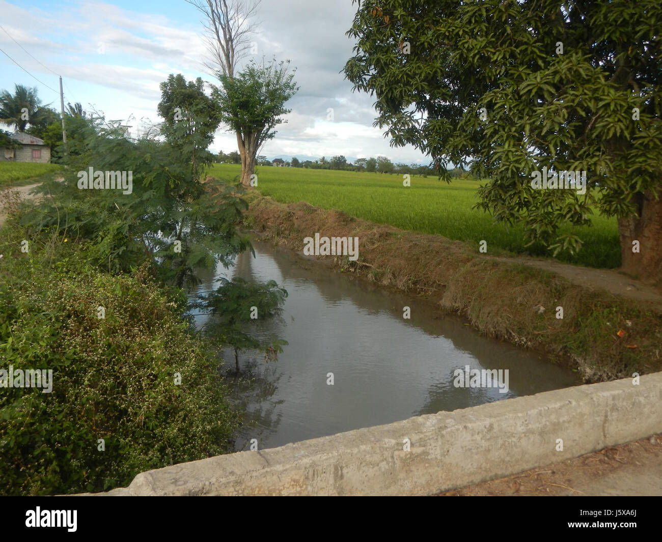 The image captures the agricultural landscape of Pulo Tabon, San Isidro ...