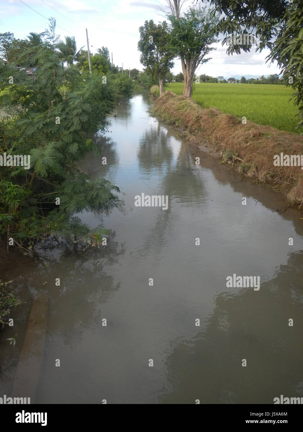 A scenic view of paddy fields and grasslands with trees and irrigation ...