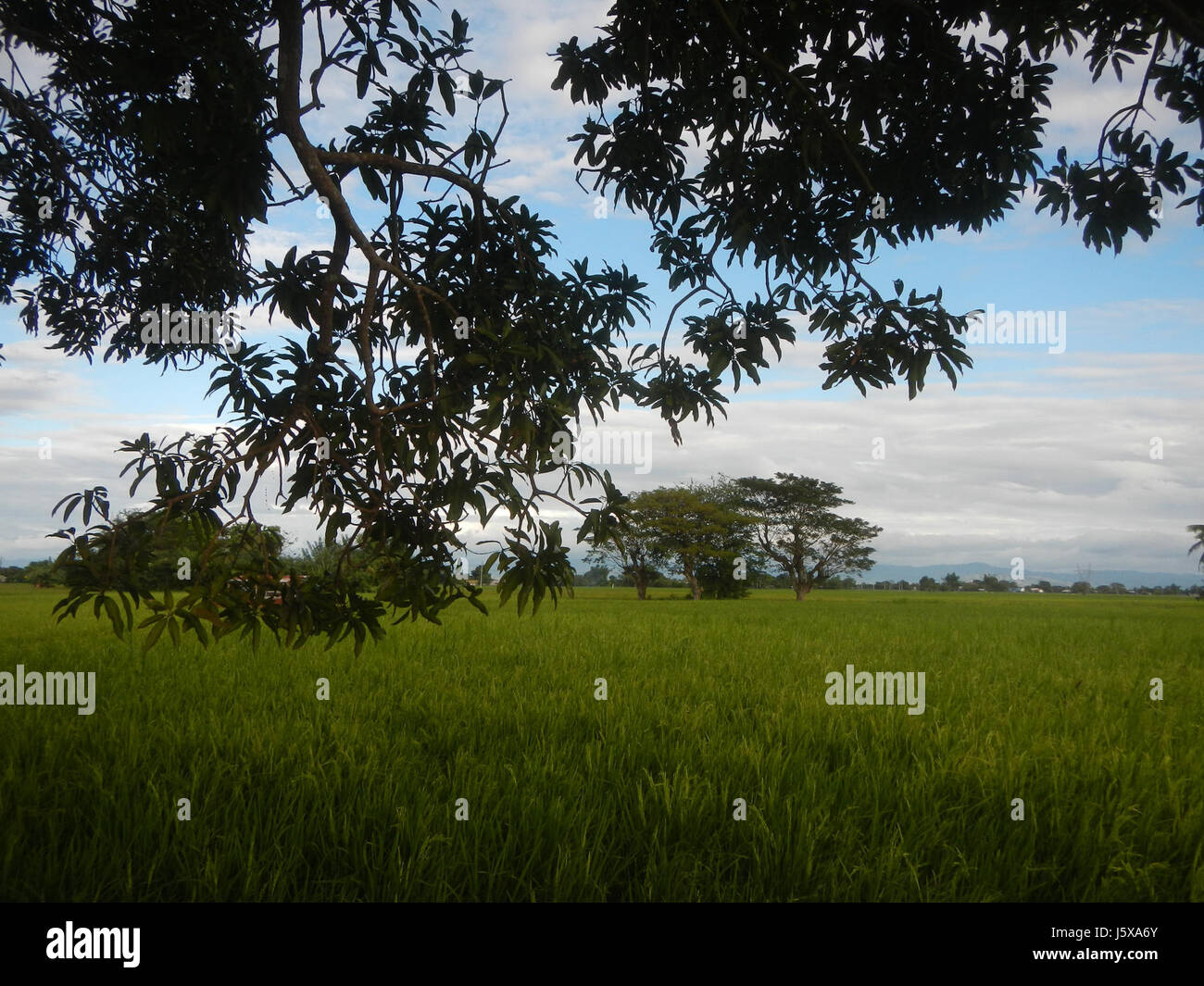 03708 Paddy fields grasslands, trees and irrigation Pulo Tabon San ...