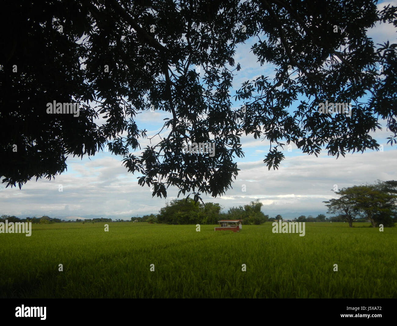 03708 Paddy fields grasslands, trees and irrigation Pulo Tabon San ...