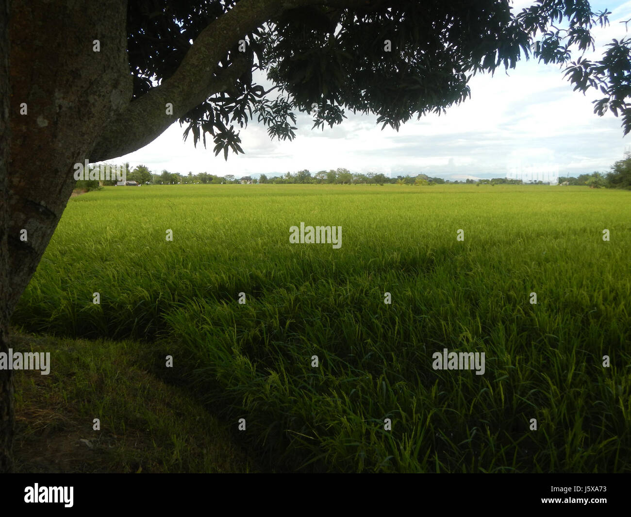 03708 Paddy fields grasslands, trees and irrigation Pulo Tabon San ...