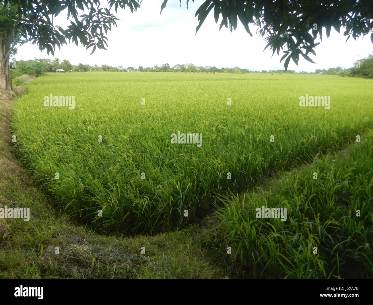 This image depicts the rural agricultural landscape in Pulo Tabon, San ...
