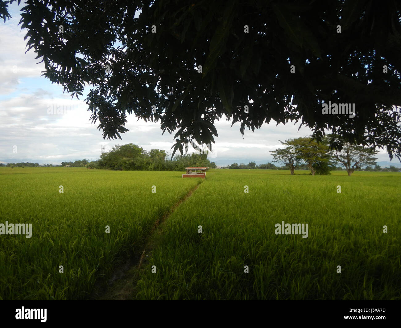 03743 Paddy fields grasslands, trees and irrigation Pulo Tabon San ...