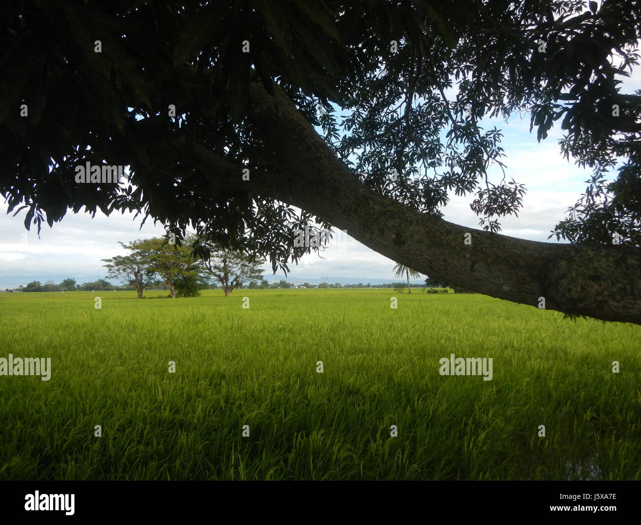 03743 Paddy fields grasslands, trees and irrigation Pulo Tabon San ...