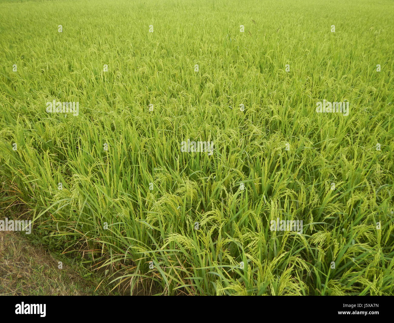 This image depicts the agricultural landscape of Pulo Tabon, San Isidro ...