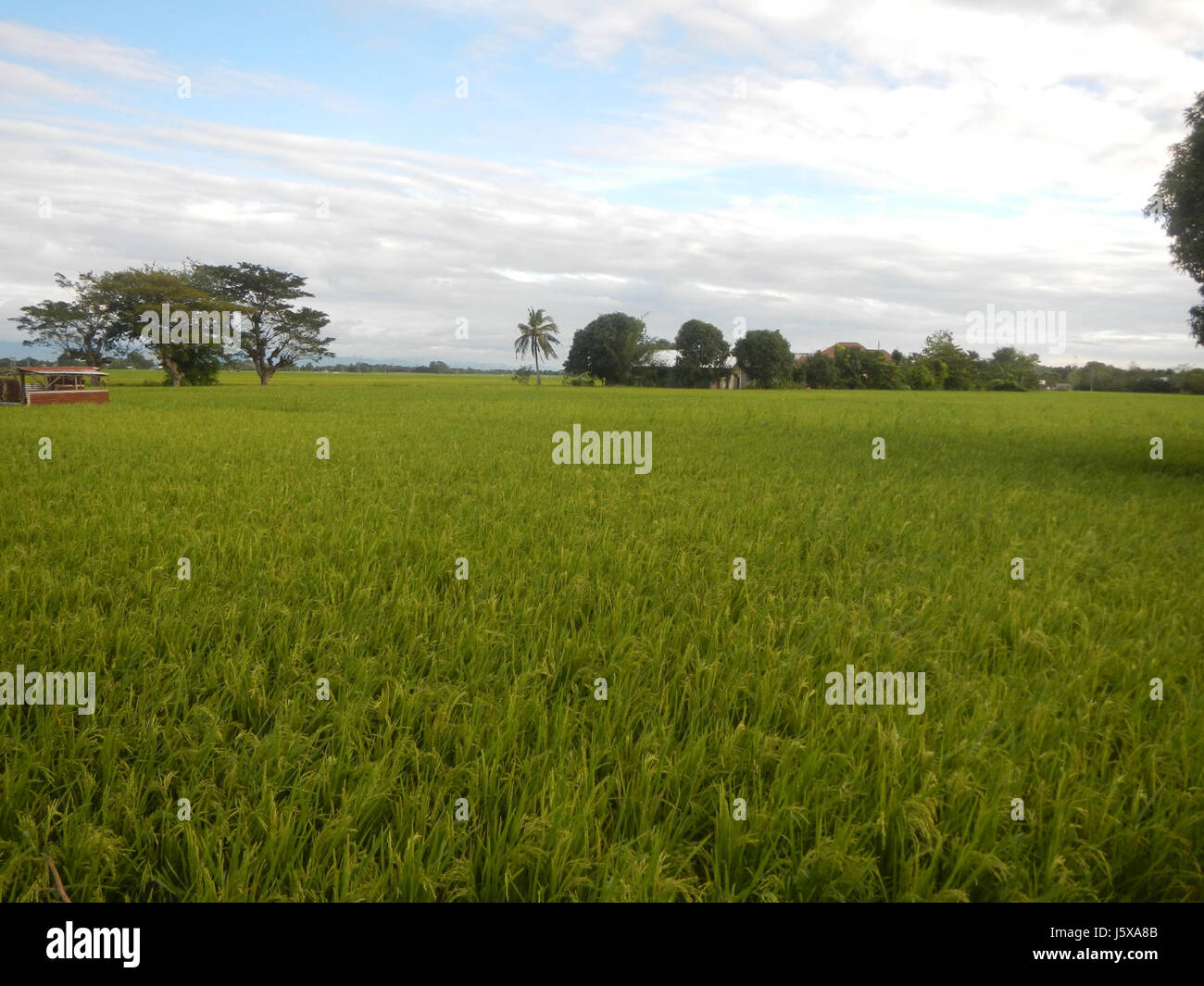 This photo captures the agricultural landscape of the Pulo Tabon area ...