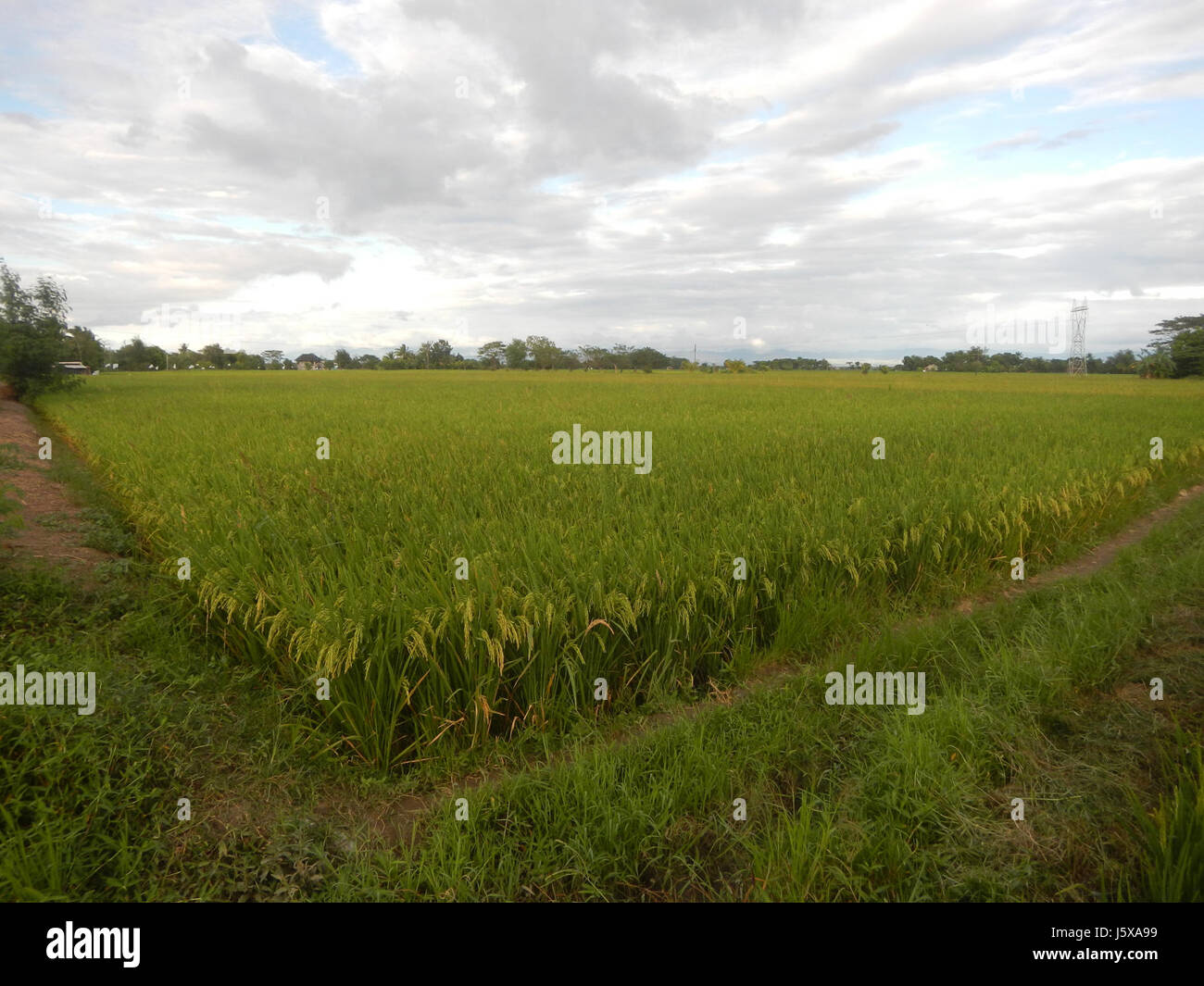 This description refers to the agricultural landscape of Pulo Tabon ...