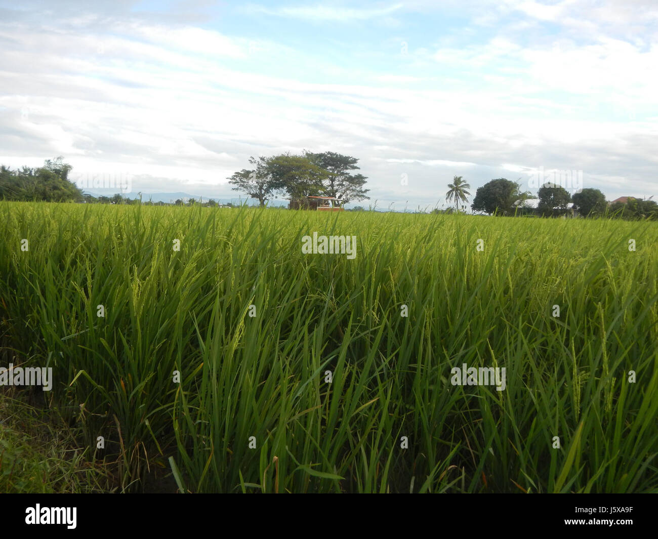 This image showcases the agricultural landscape of Pulo Tabon in San ...