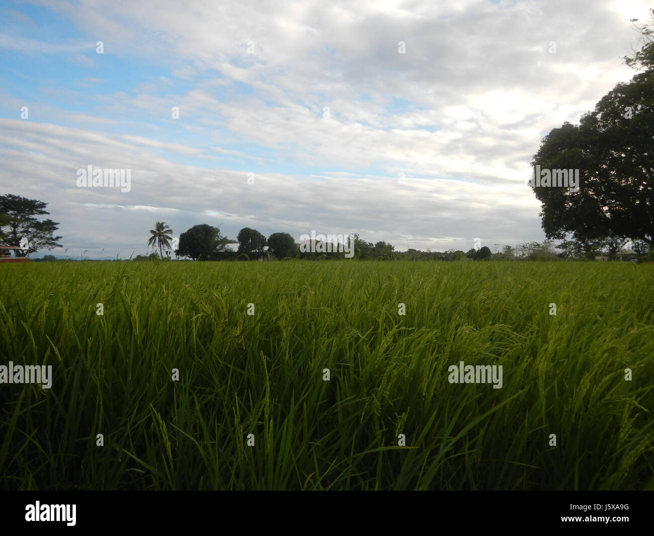 This image depicts the lush paddy fields and surrounding grasslands in ...
