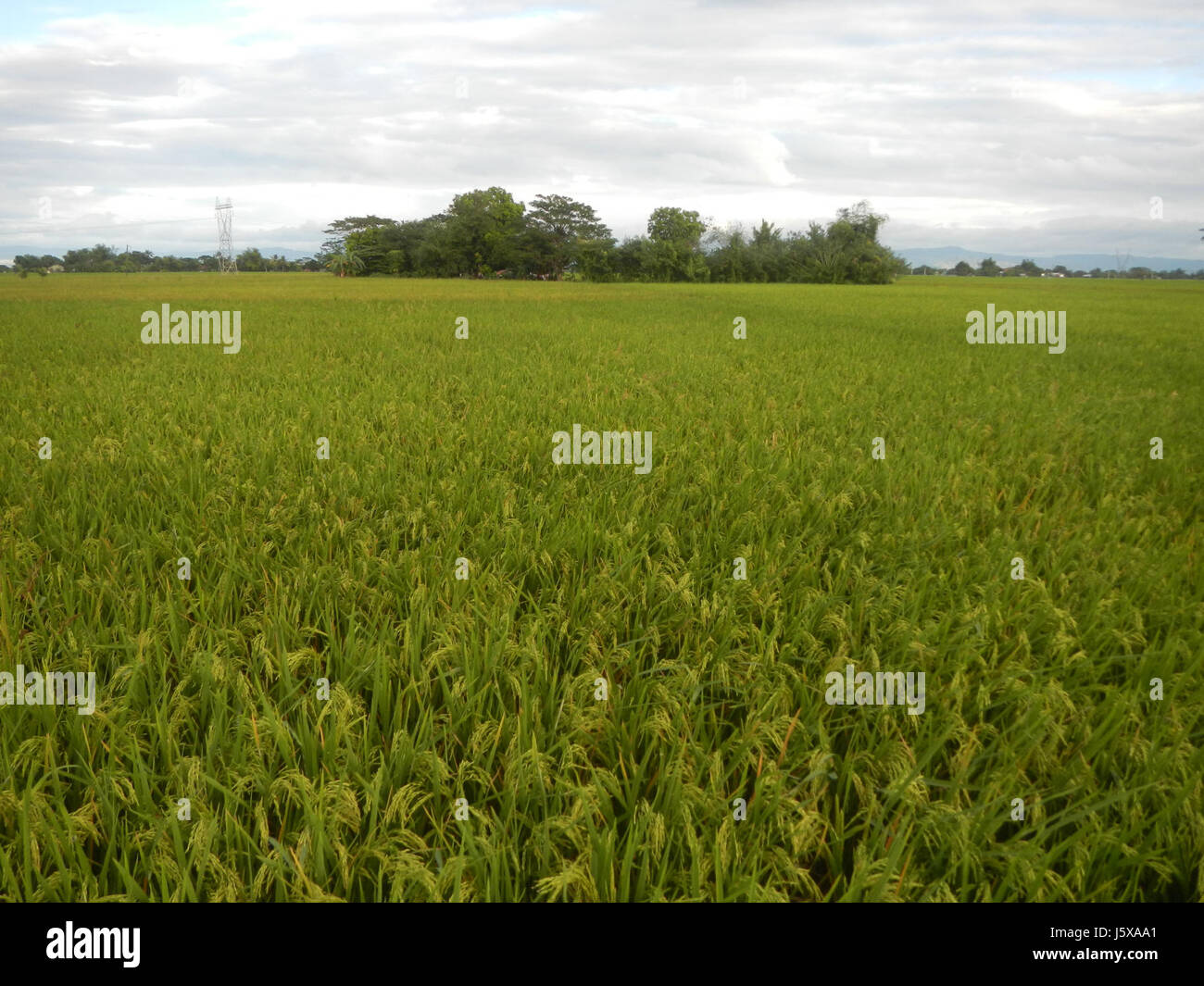 This image depicts the rural landscape of Pulo Tabon, San Isidro, Nueva ...
