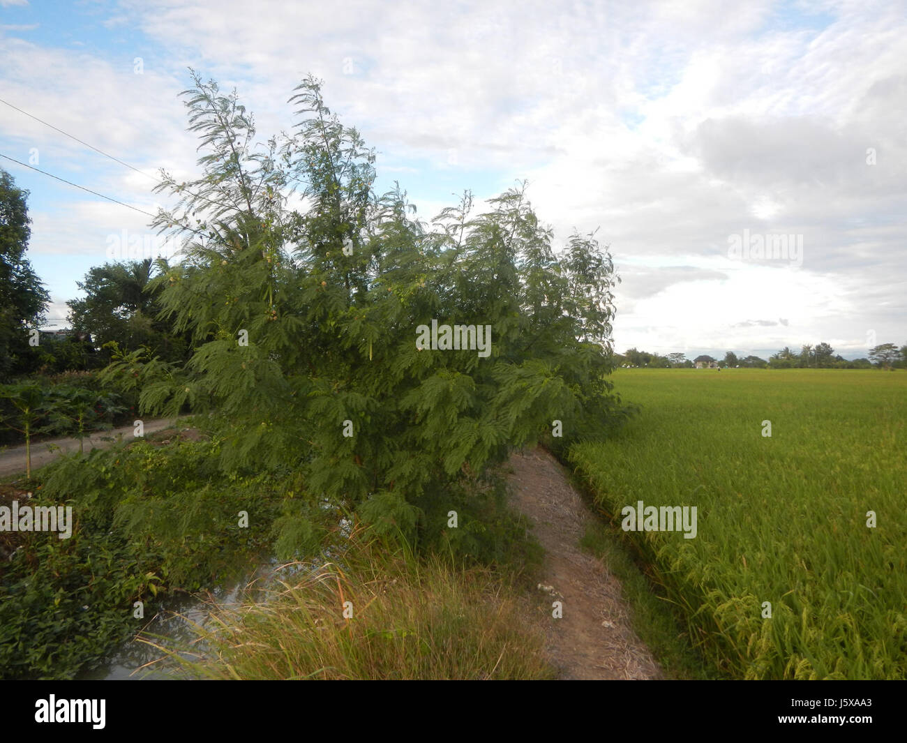 03813 Paddy fields grasslands, trees and irrigation Pulo Tabon San ...