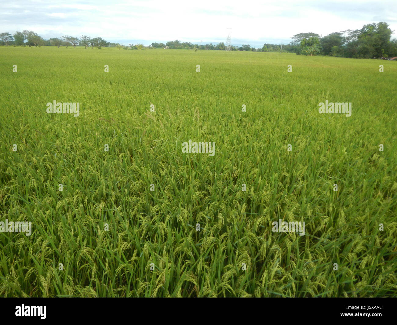 This image depicts the landscape of Pulo Tabon, San Isidro in Nueva ...