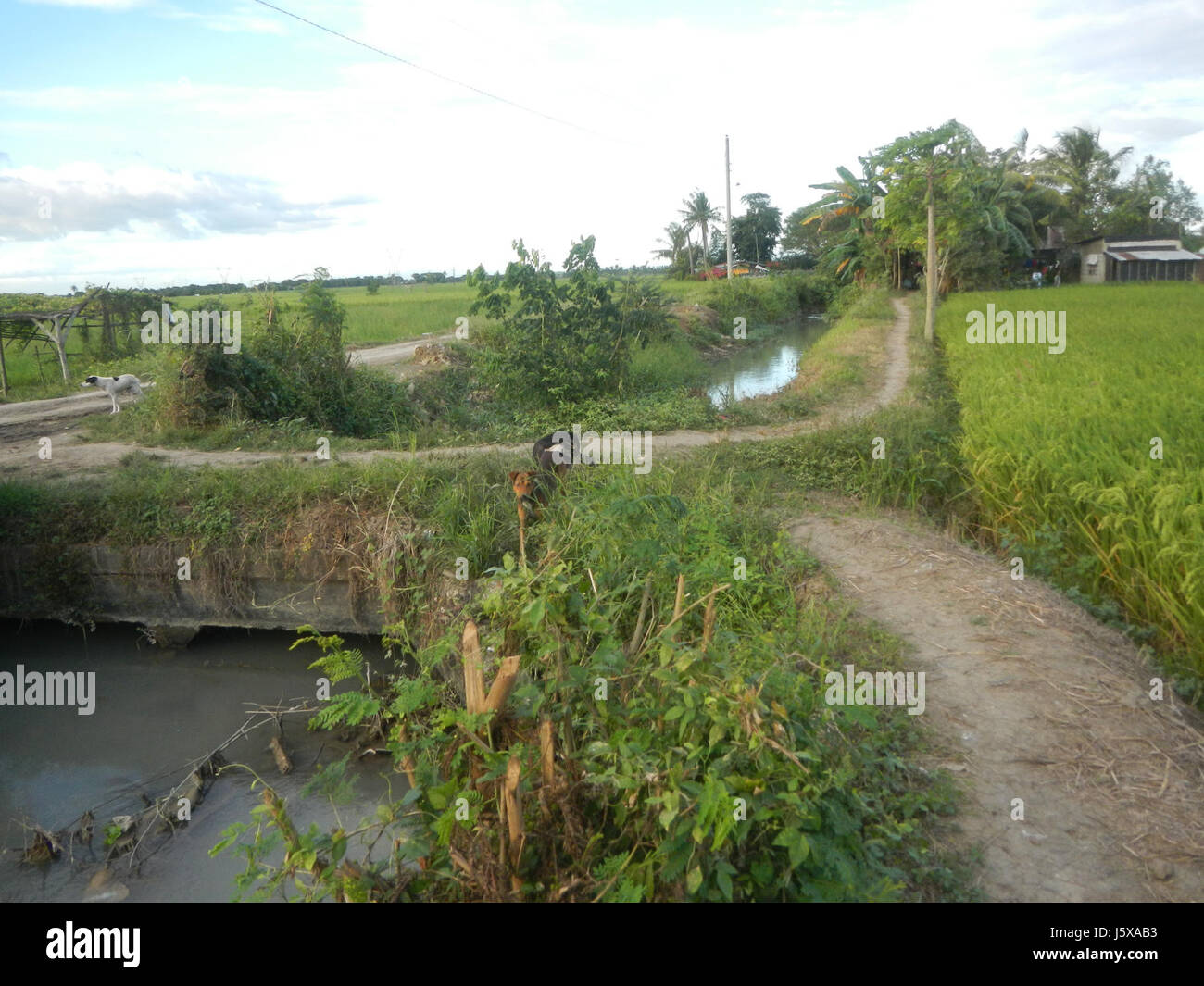 This image depicts the paddy fields, grasslands, trees, and irrigation ...