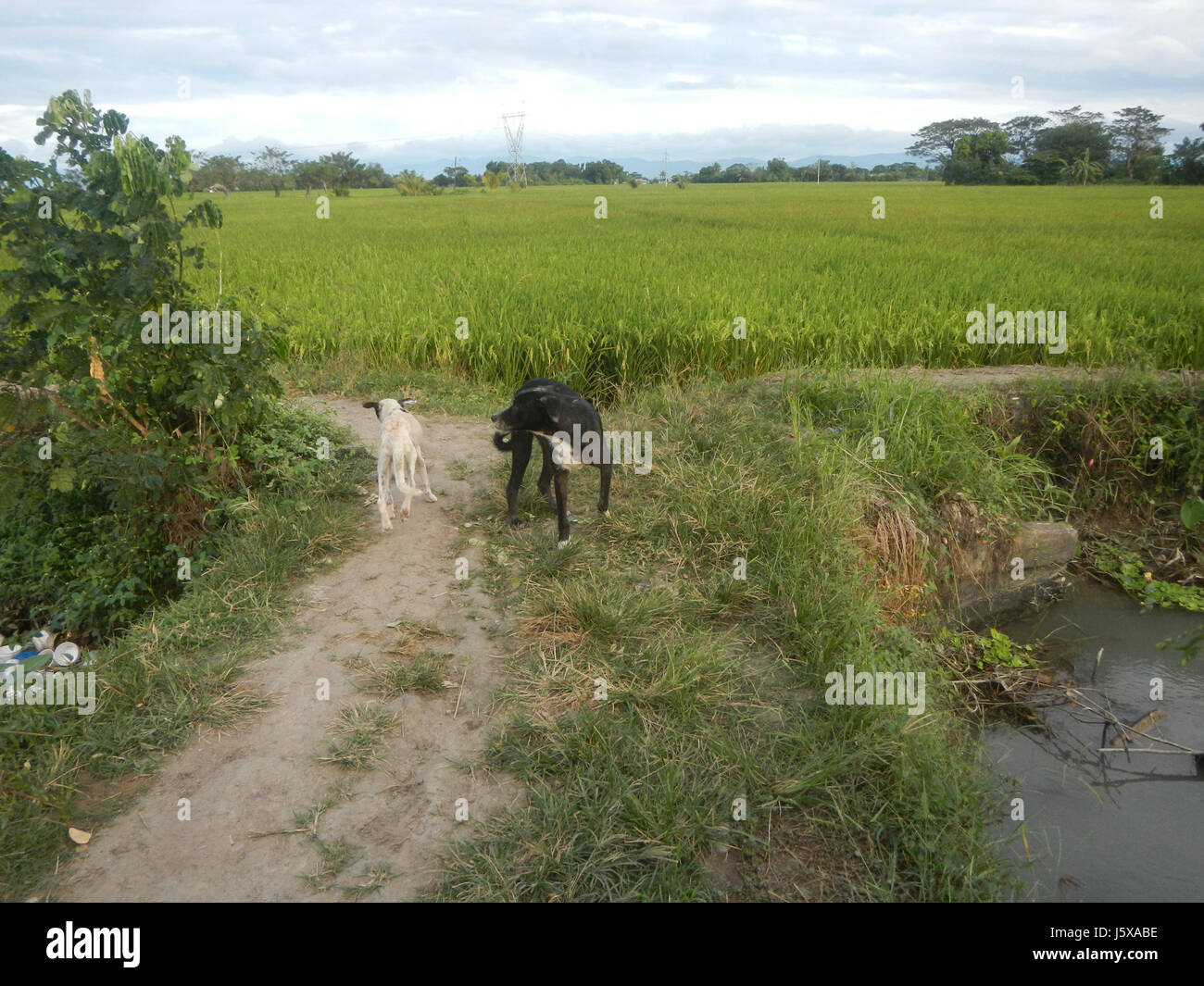 This scene depicts the agricultural landscape of Pulo, San Isidro ...