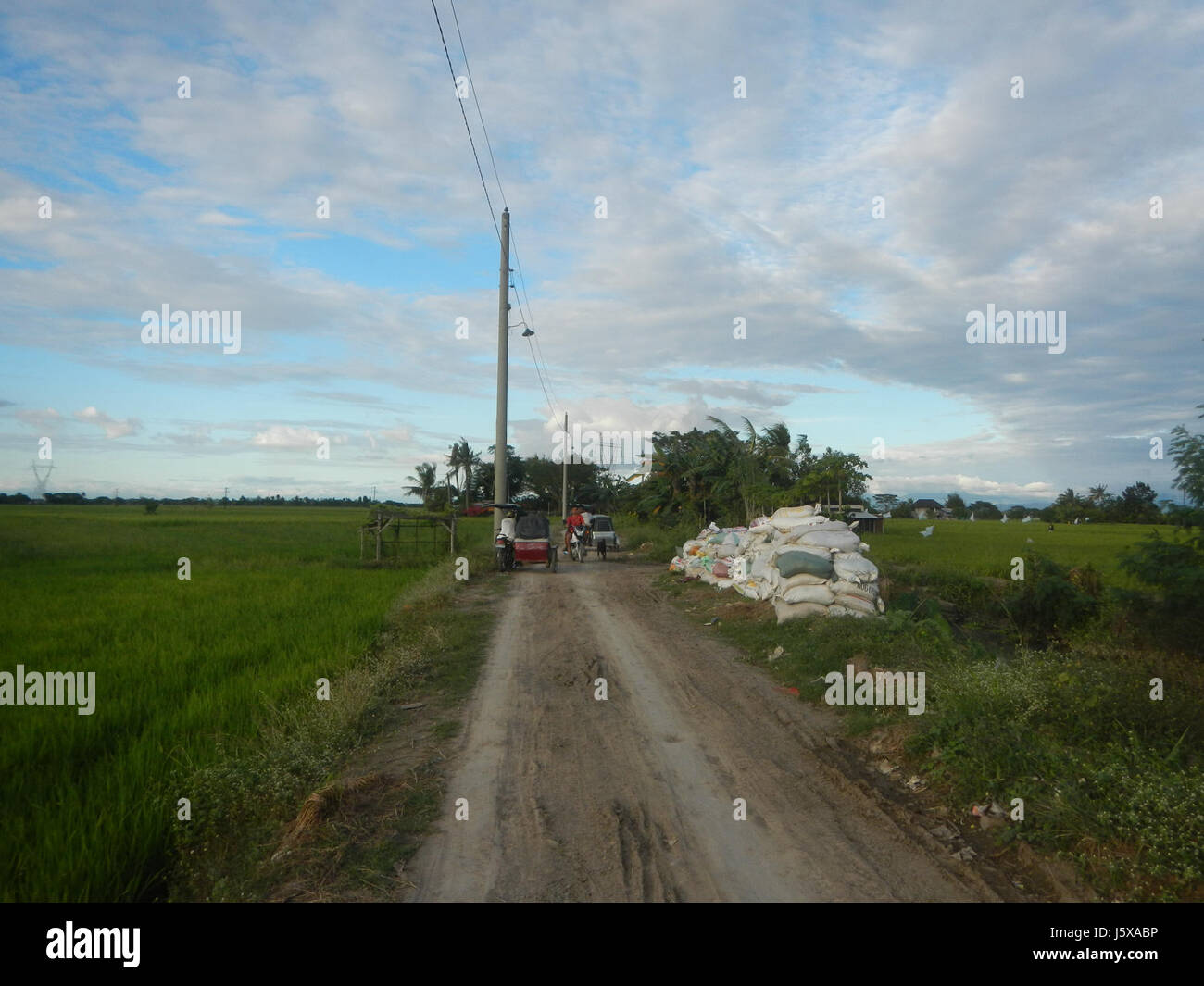 A landscape photograph of paddy fields, grasslands, trees, and ...