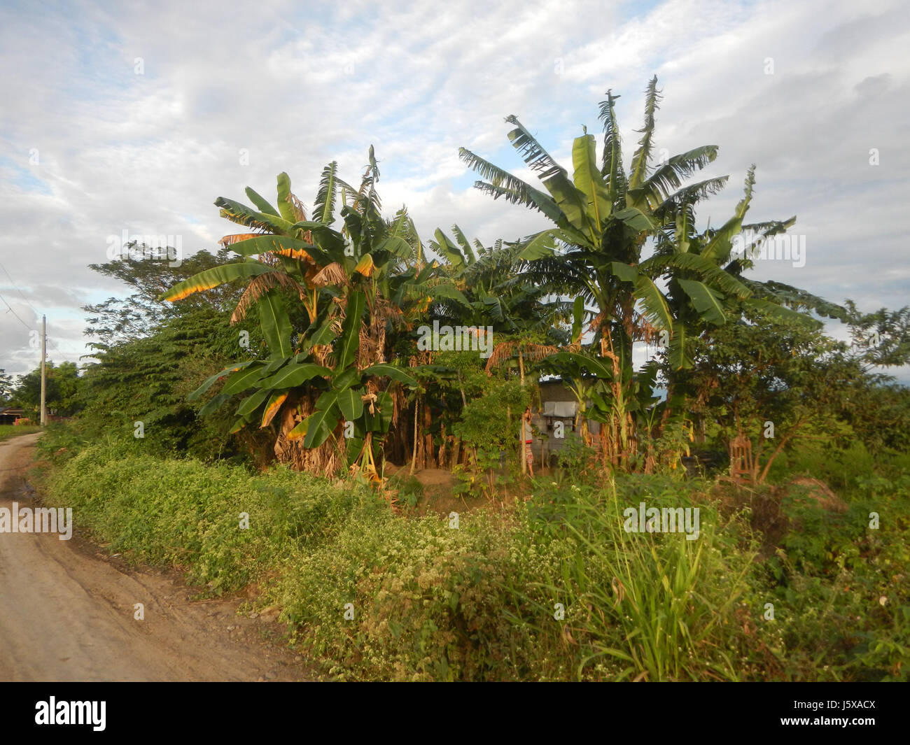 The area of Pulo, San Isidro, Nueva Ecija, is known for its expansive ...