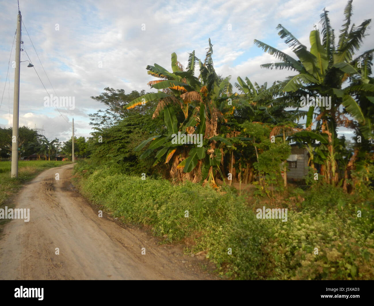 The scene depicts the agricultural landscape of Pulo, San Isidro in ...