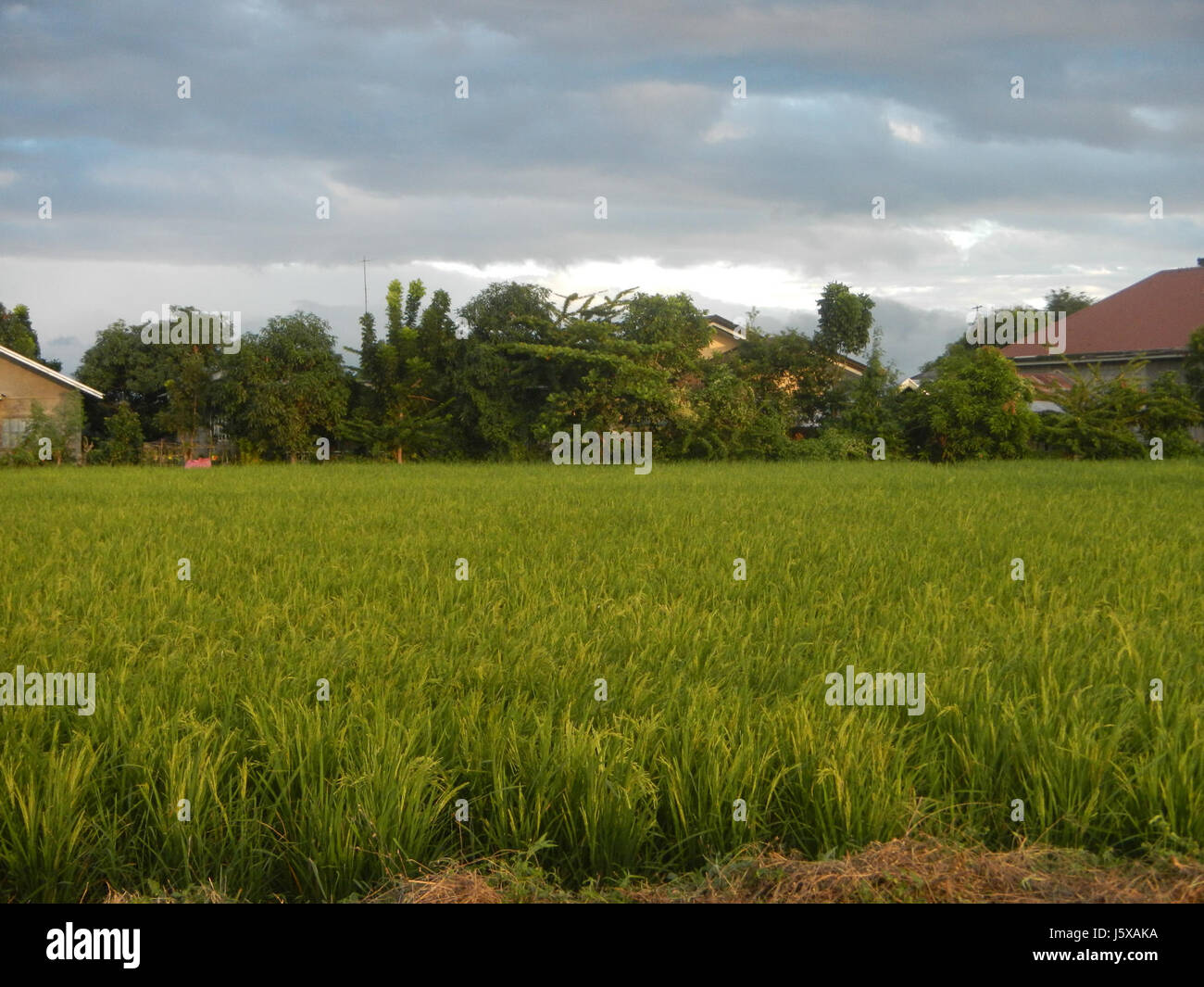 This image showcases the majestic view of Mount Arayat in Pulo, San ...