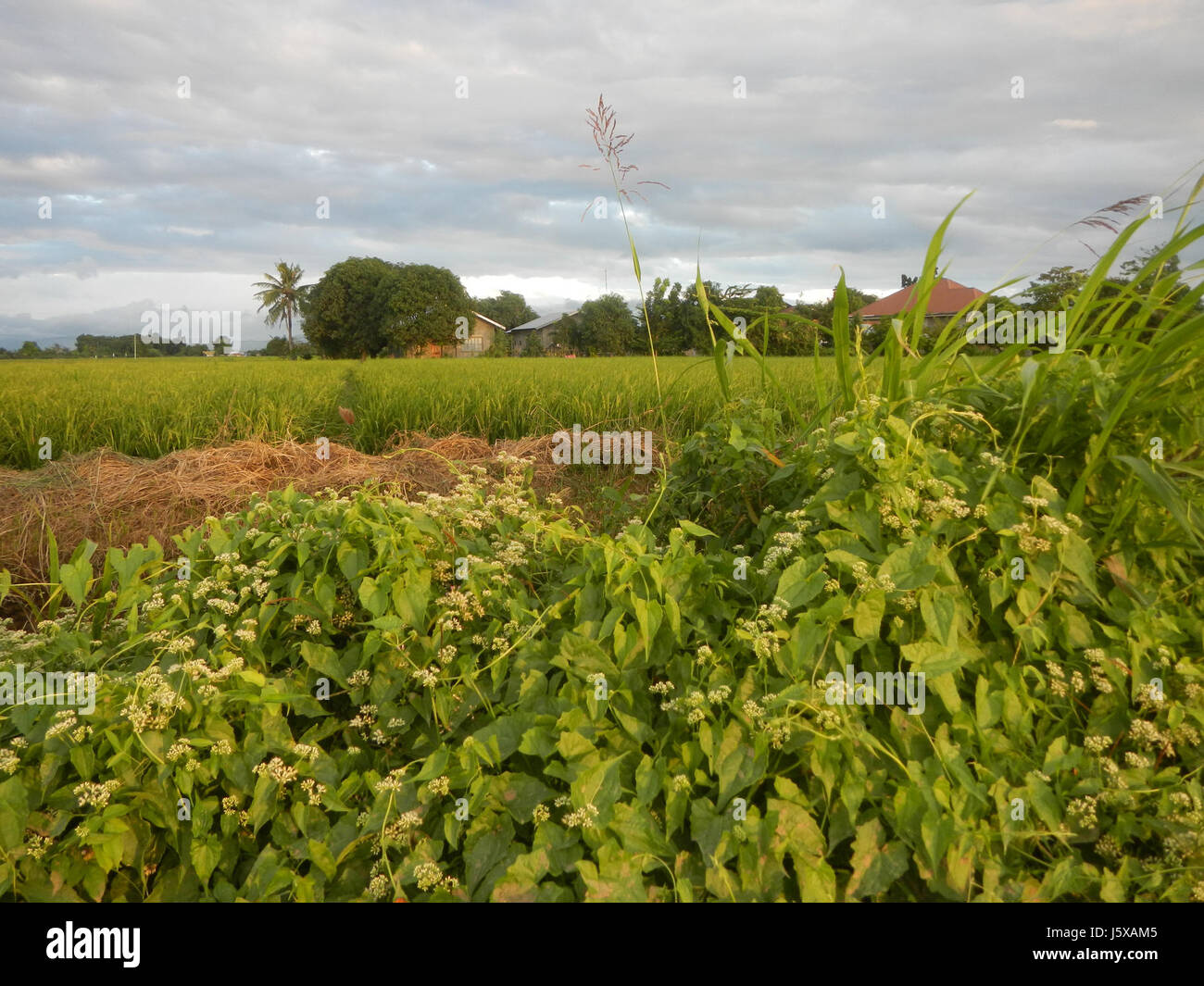 This image depicts the majestic Mount Arayat, located in Pulo, San ...