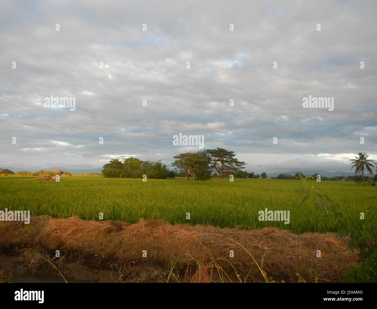 This description captures a breathtaking view of Mount Arayat, located ...