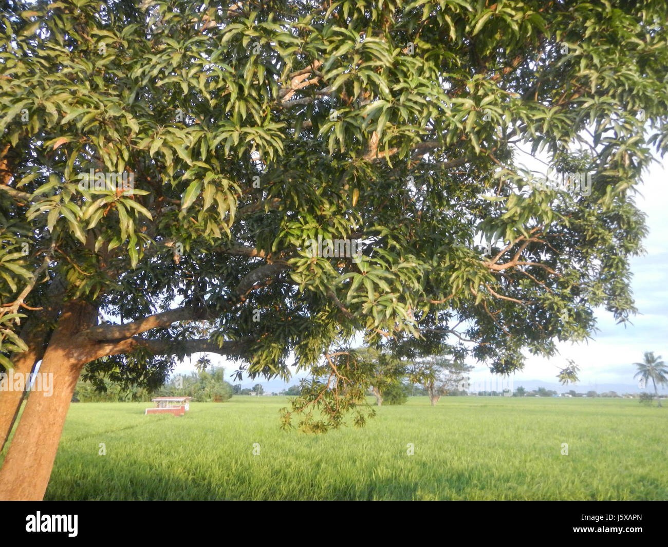 04157 Mystic clouds glorious rays sunset Majestic Mount Arayat Pulo ...