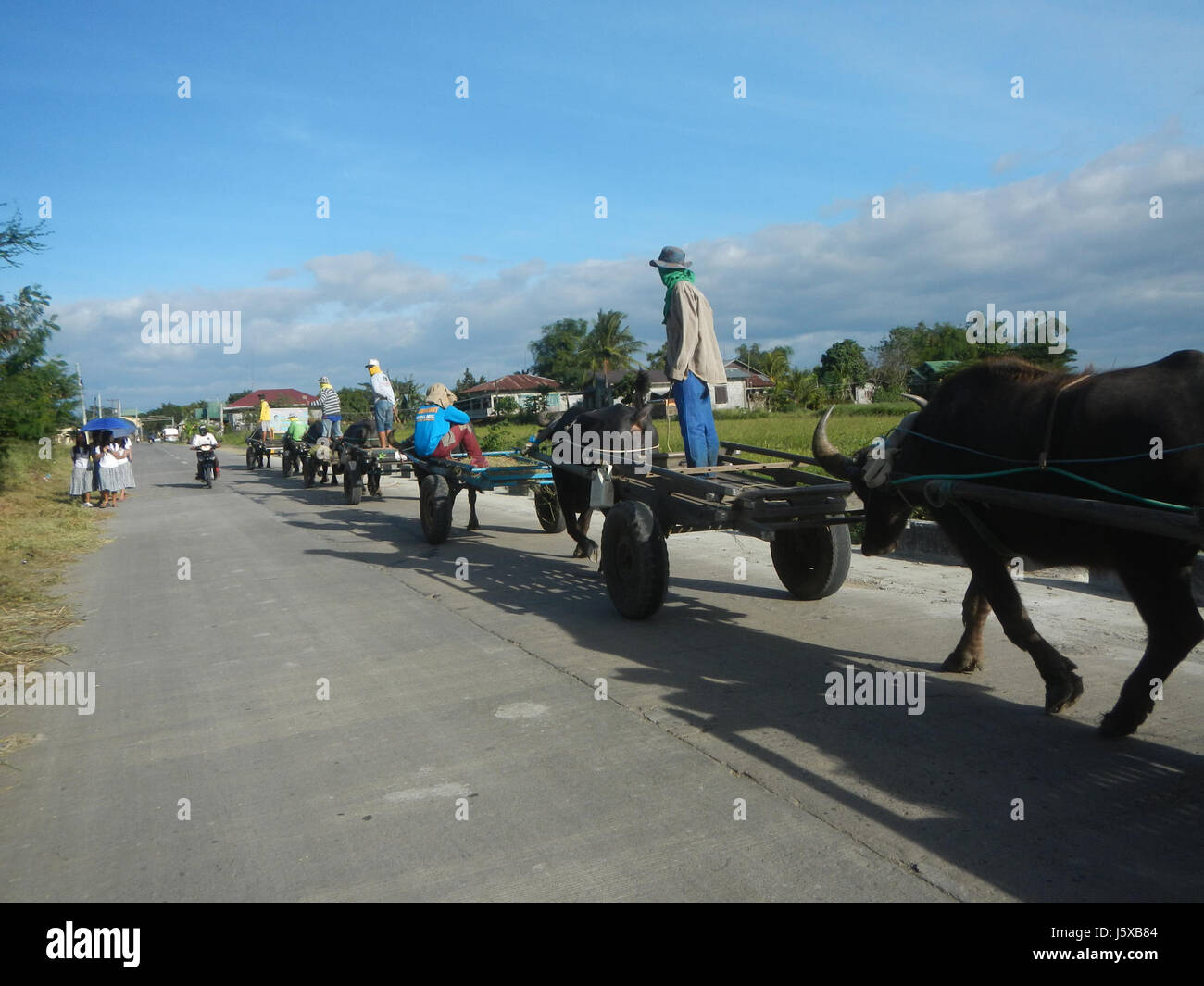 This image depicts traditional carabao-drawn wooden carts traveling ...