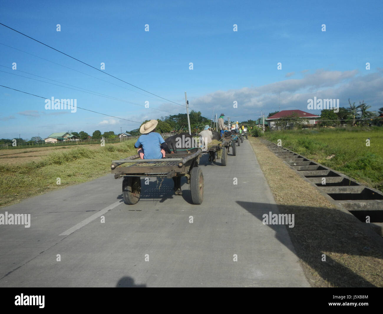 This image shows carabao-drawn wooden carts used in a caravan on the ...