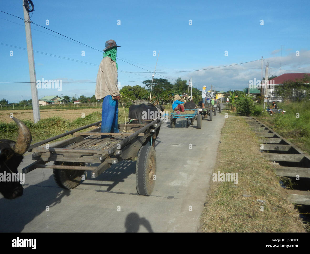 This image showcases wooden carts drawn by carabaos in Magumbali ...