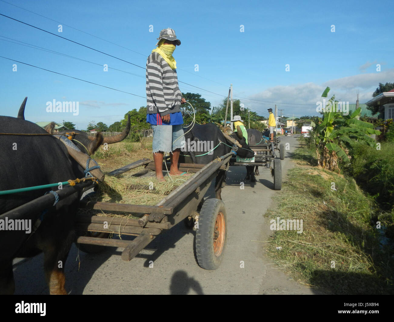 This photograph captures a traditional Filipino scene of wooden carts ...